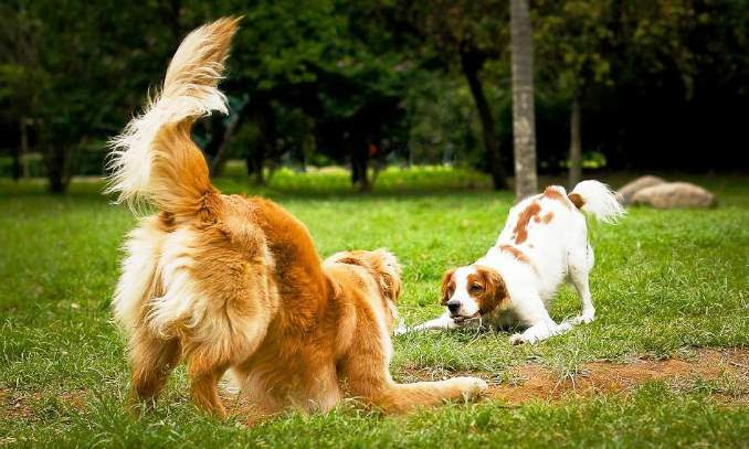 Como Saber Se Meu Cachorro Está Brincando Ou Brigando Meu Blog Pet