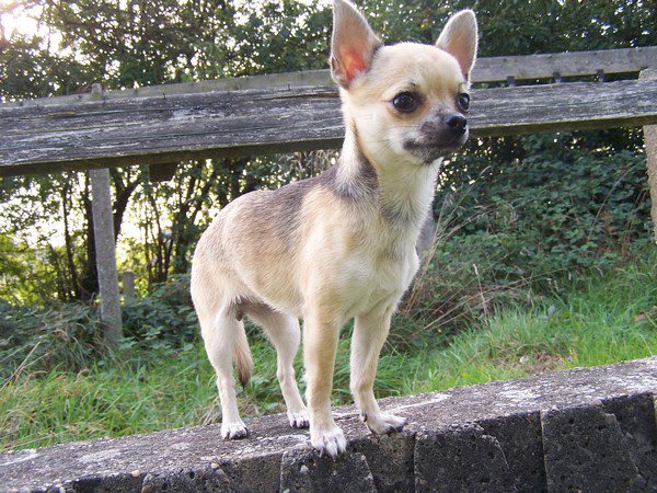 A Quel Age Un Chihuahua Atteint Sa Taille Adulte Partager Taille Bonne