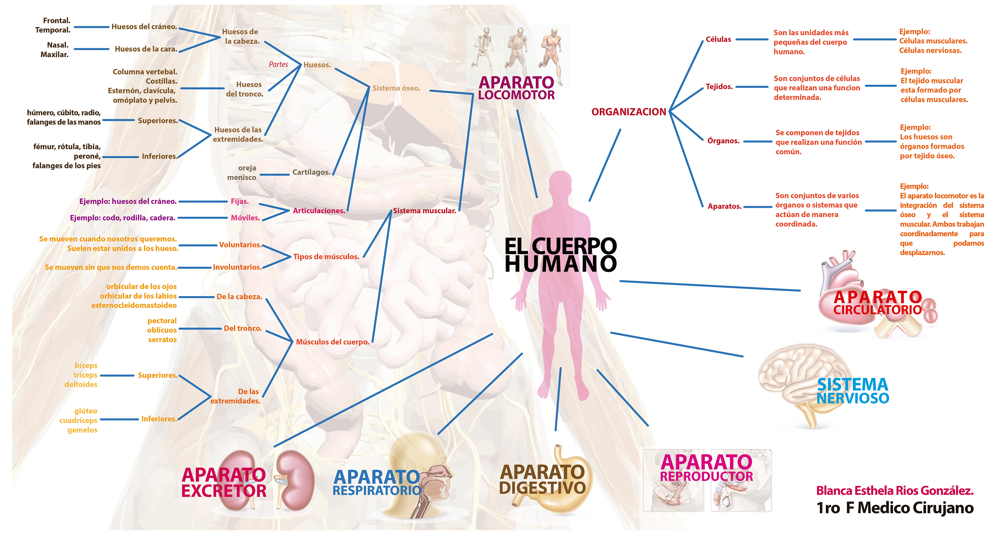 Mapa Conceptual Del Ser Humano