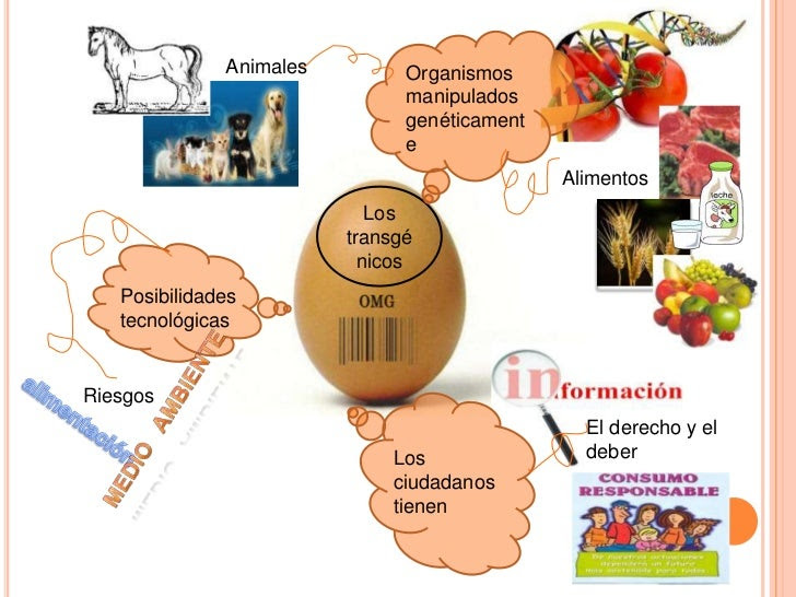 27 Mapa Conceptual De Alimentos Transgenicos Pictures Nietma