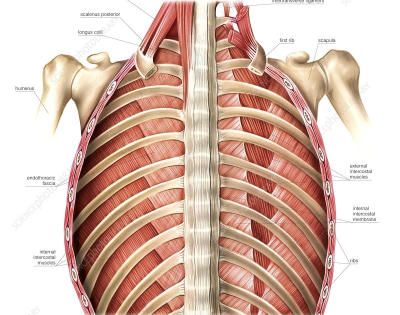 Rib Cage Muscles Labeled How To Build Muscle On The Rib Cage My Xxx