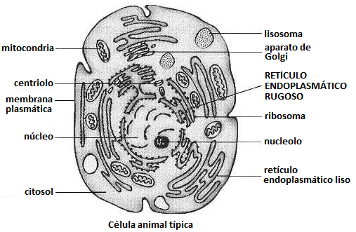 Celula Procariota Para Colorear Estructura De La Membrana Celular