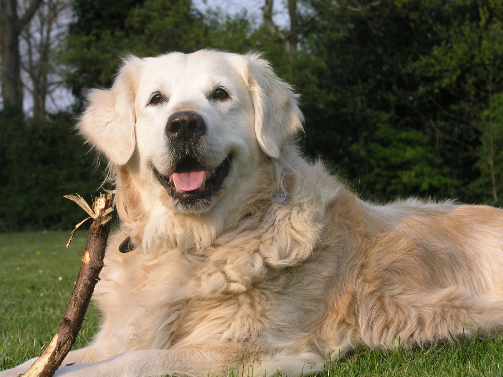 Amigos Animales Mis 5 Perros Gigantes Grandes Favoritos