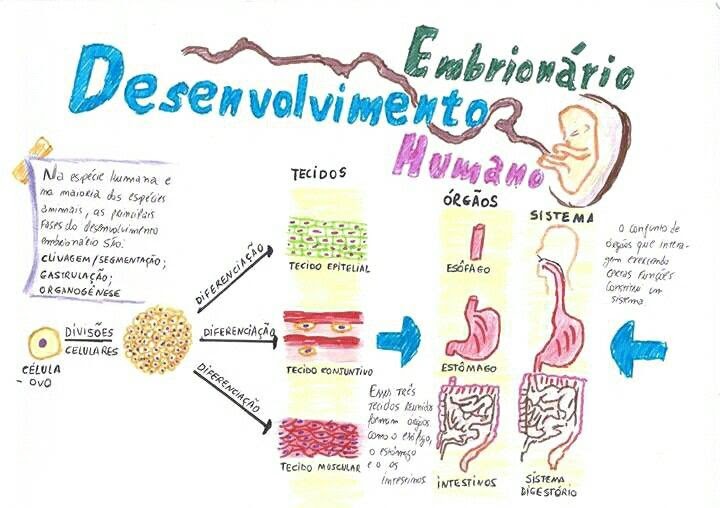 Anexos Embrion 225 Rios Embriologia Resumo De Biologia Enem Gambaran