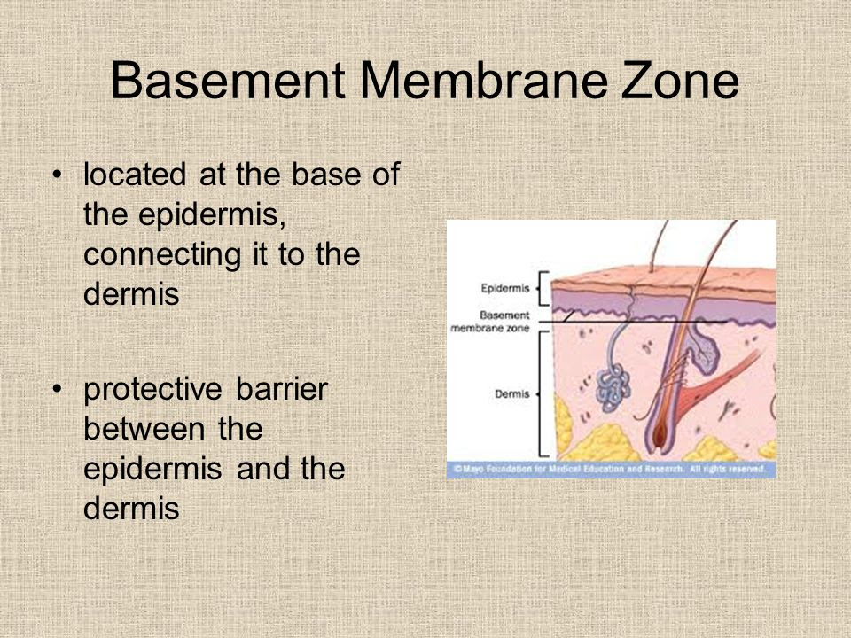 Basement Membrane Layers