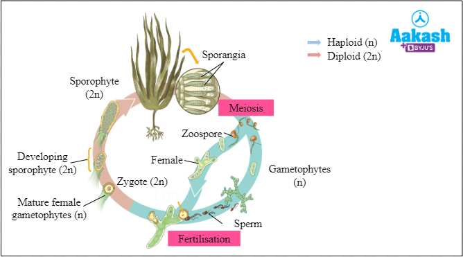 Algae Definition Types Reproduction Size And Form Biology Aakash