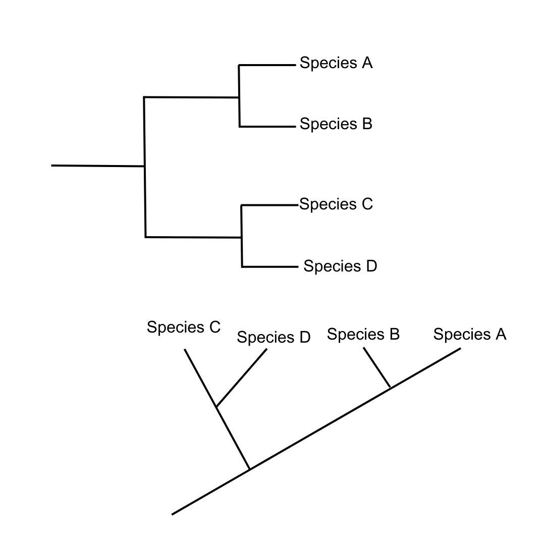 Phylogenetic Trees Cladograms And How To Read Them