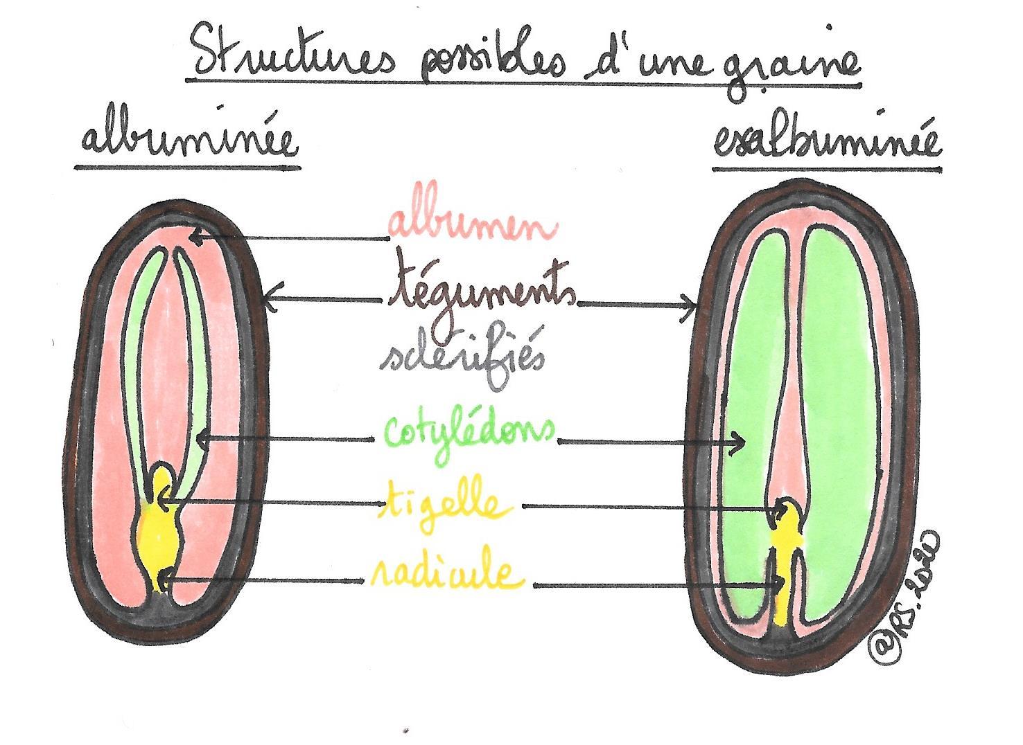 Fruits Et Graines