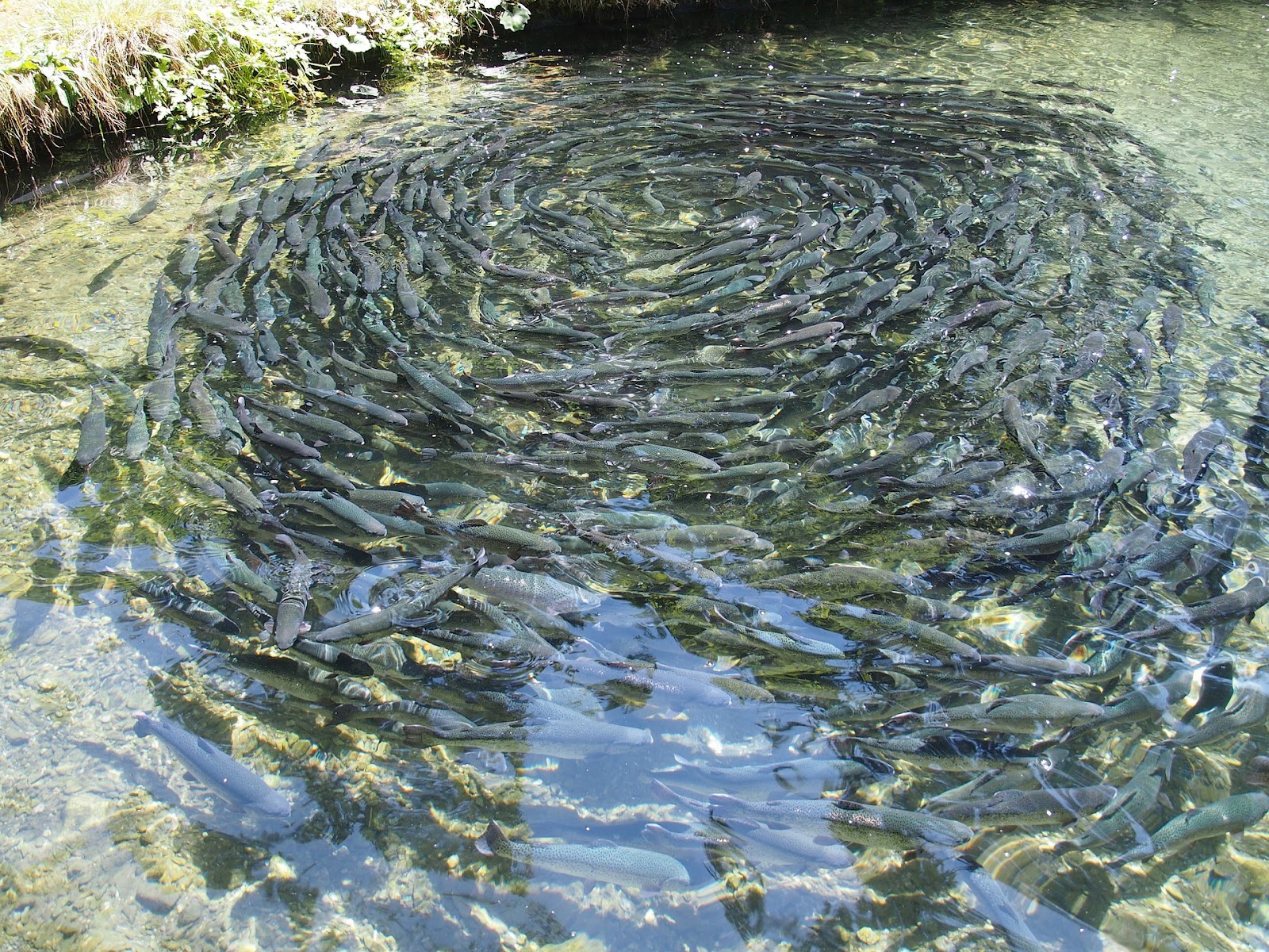 Exploring The Potential Of Biofloc Fish Farming Bagrica