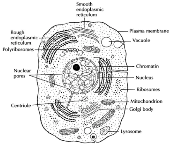 Structure Of Animal Cell