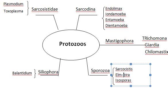 Parasitologia Mapa Mental