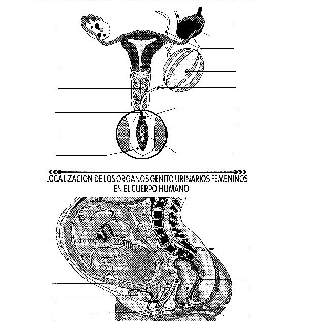 Aparato Reproductor Femenino Dibujo Para Colorear Es