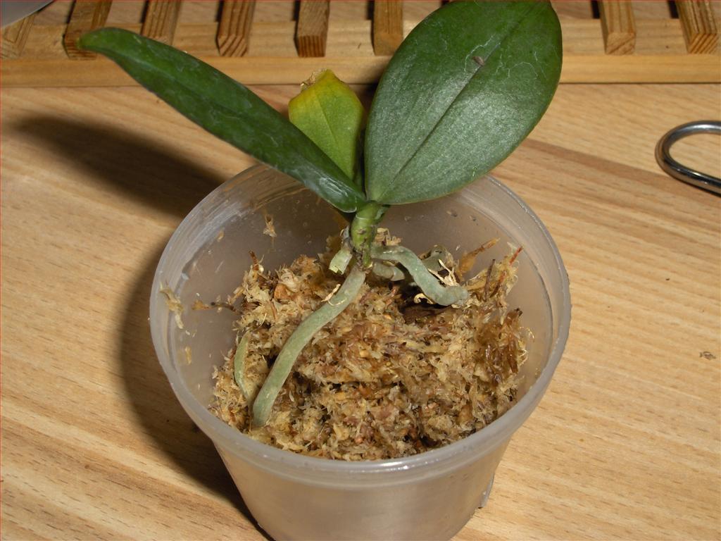 Orchids How To How To Repot A Phalaenopsis Orchid In Sphagnum Moss