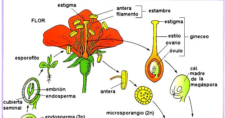 Las Espermatofitas