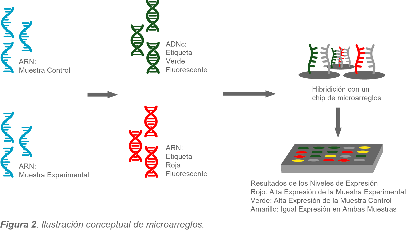 Tipos De Pcr Explorando Sus Variaciones Onelab