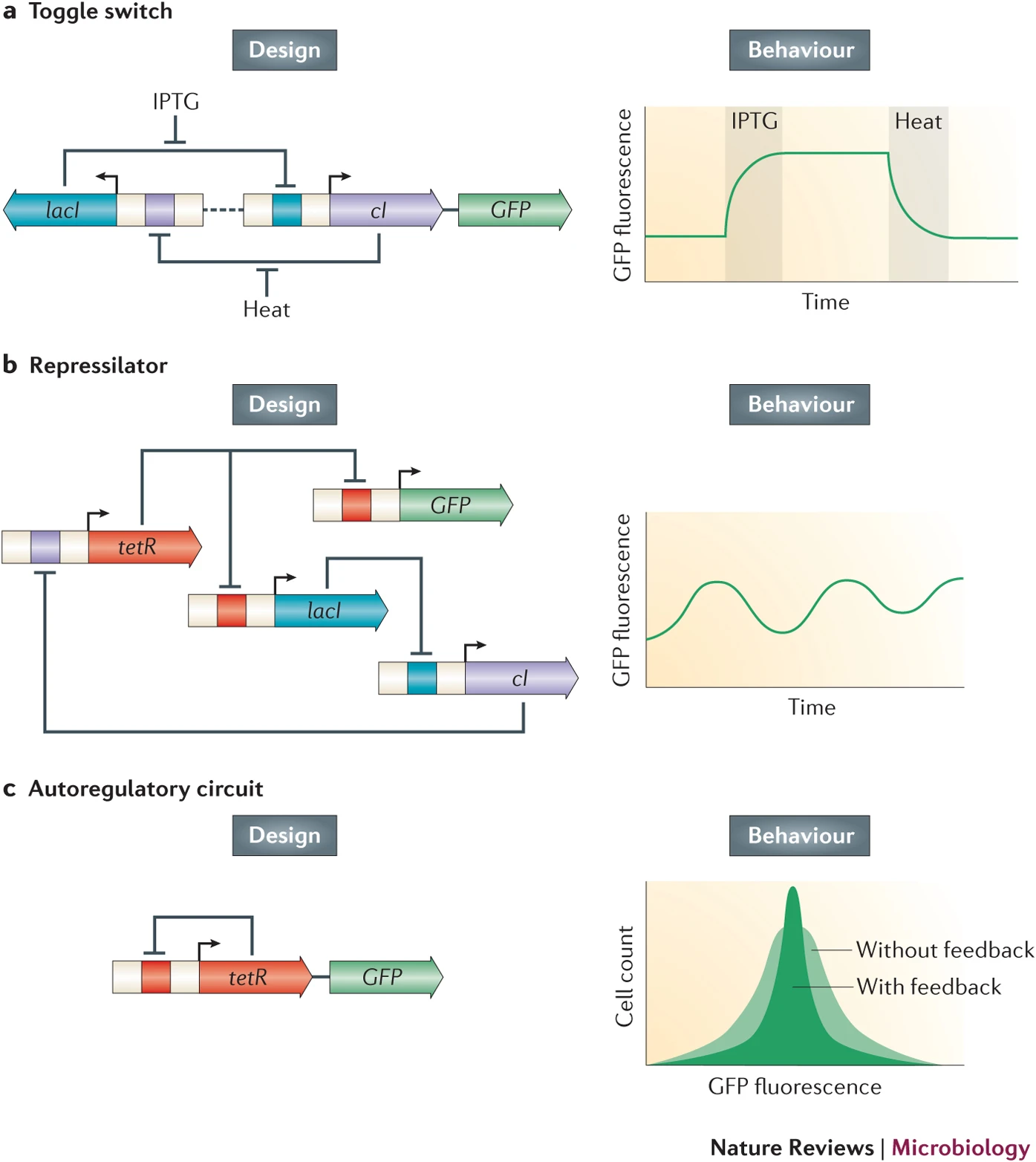 Synthetic Gene Circuits The Transcriptome