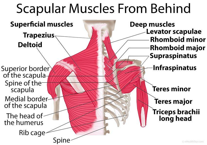 Left Shoulder Blade Pain Causes And Treatments Csc