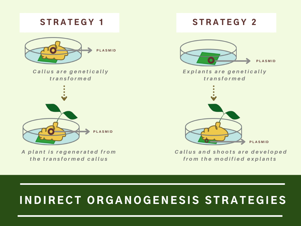 Organogenesis And Regeneration