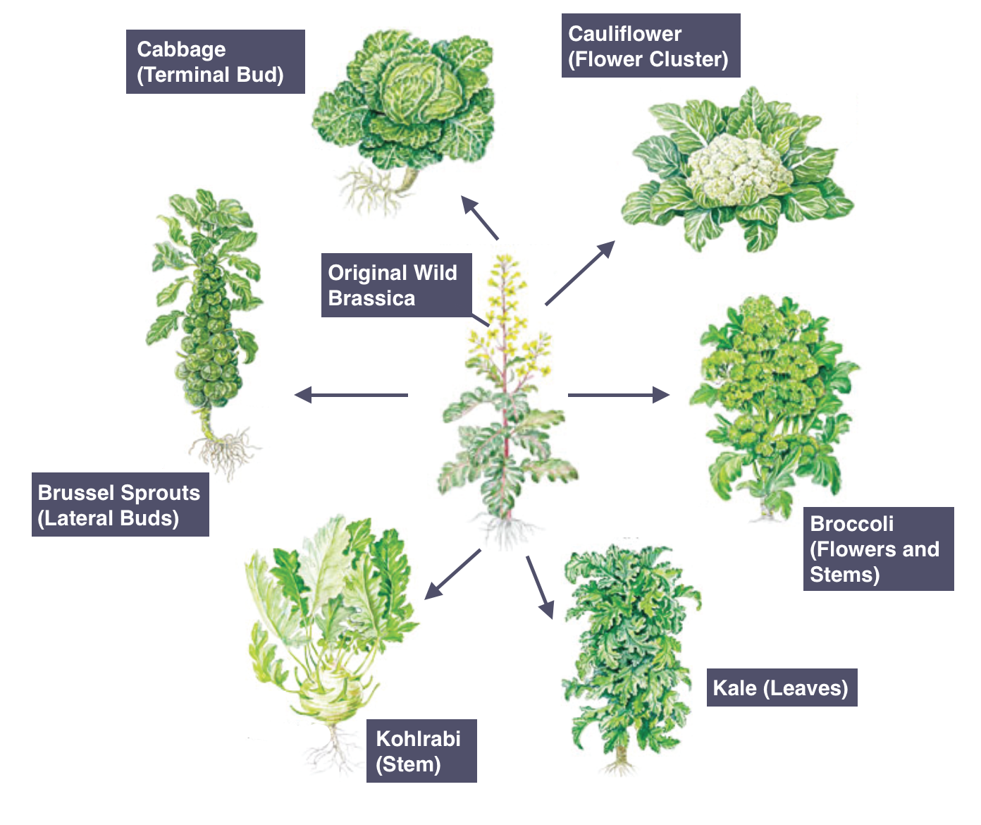 Igcse Biology Notes 510 Understand That Plants With Desired