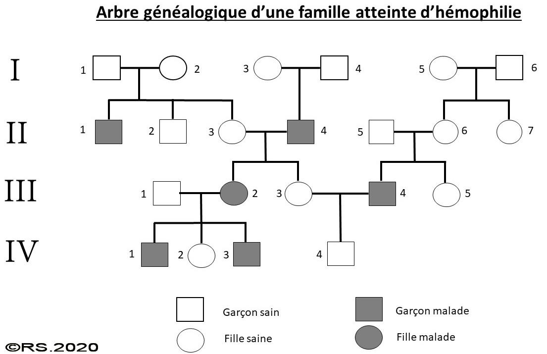 Transmission De Maladies Génétiques