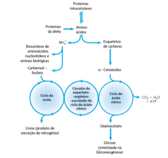 Resumo De Catabolismo Carboidratos Proteínas Lipídeos Bioquímica I