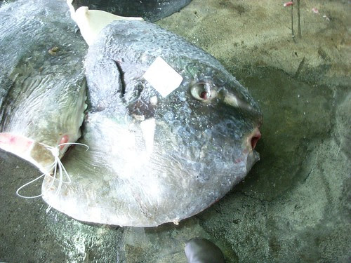 阿簡生物筆記 成功漁港看鮪魚、鯊魚和翻車魚