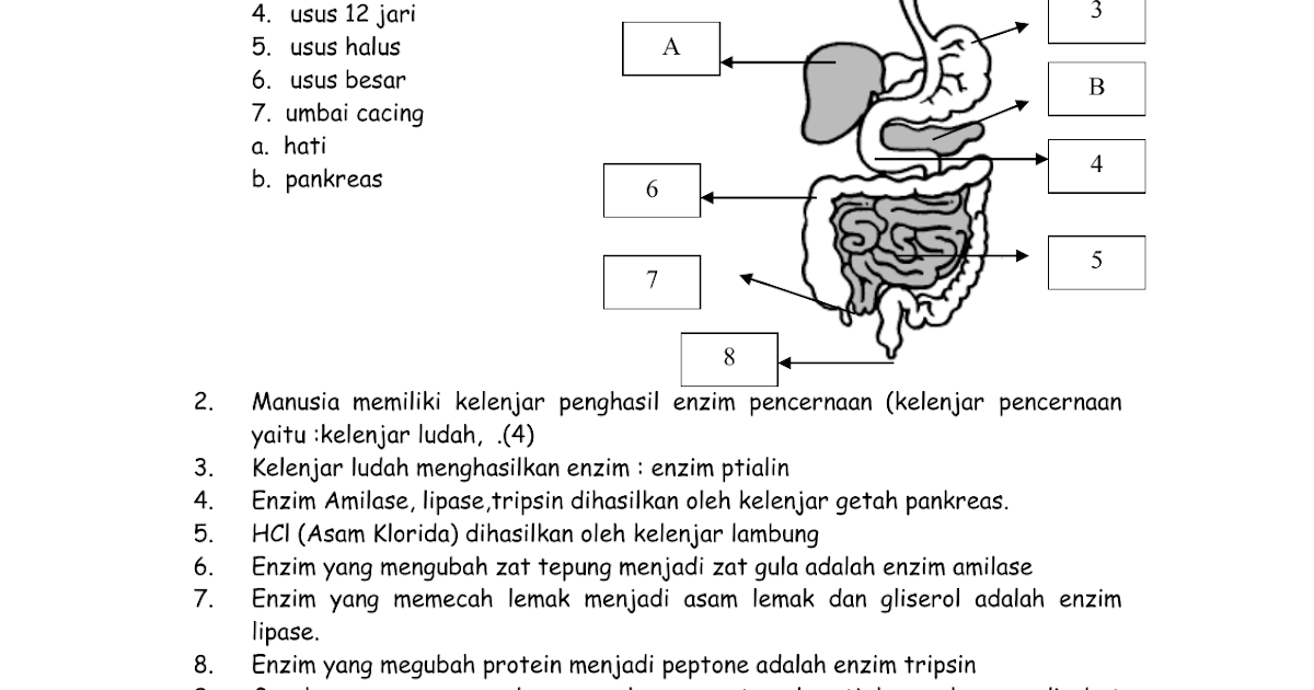 Soal Pencernaan Manusia Soal Kita