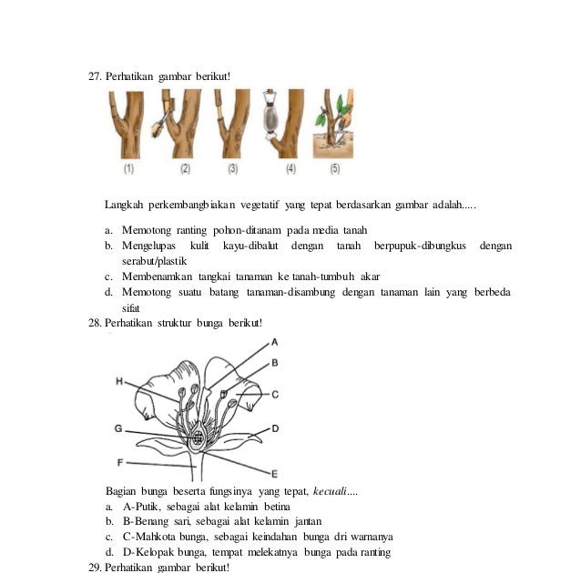 Soal Ipa Kelas Tema Perkembangbiakan Tumbuhan Secara Generatif My Xxx