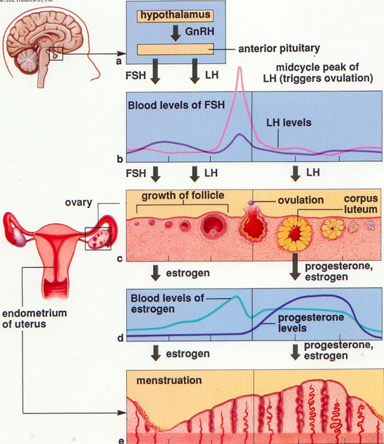 Sistem Reproduksi Manusia Siklus Menstruasi