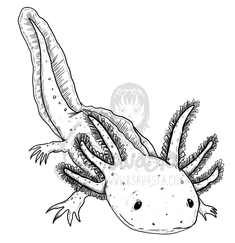 Printable Axolotl Coloring Pages