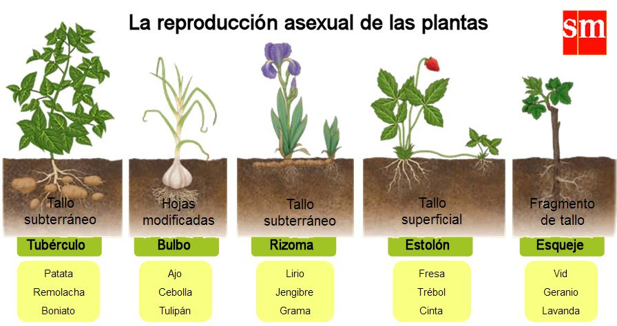 Mi Blog De Ciencias Naturales Diario De Clase Reproducción Asexual