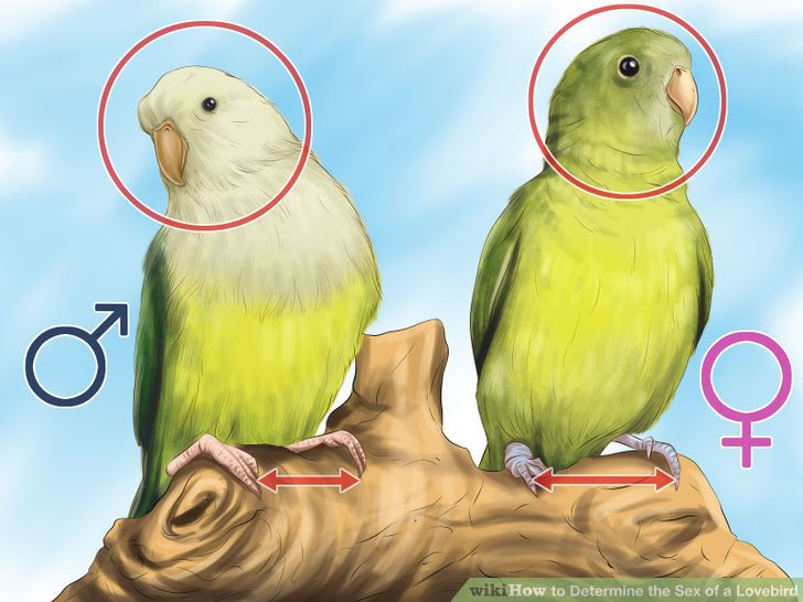 Pet And Animal How To Determine The Sex Of A Lovebird