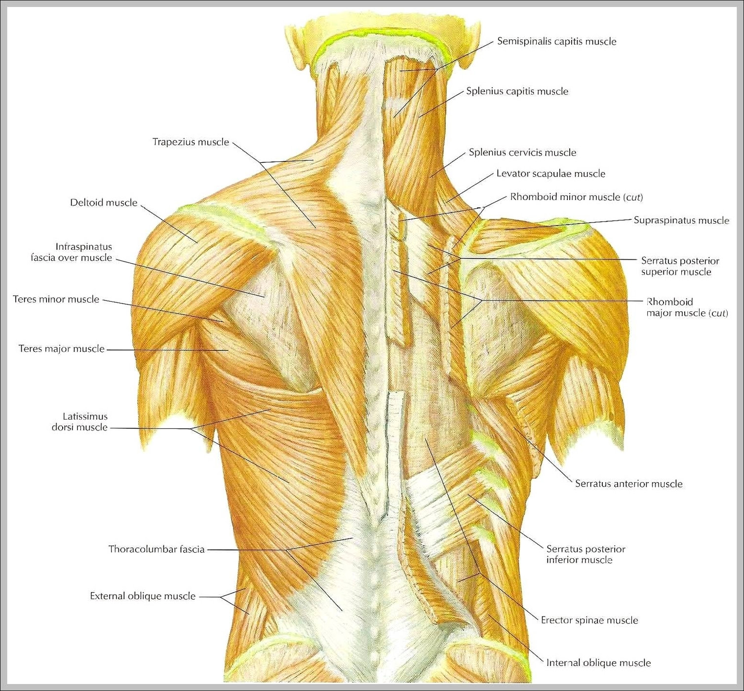 Shoulder Muscles Diagram Back Human Muscle System Functions Diagram