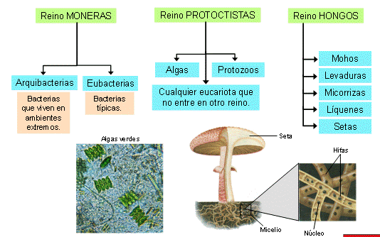 Aprenent Sota El Teix 1º Eso Reino Hongos Moneras Y Protoctistas