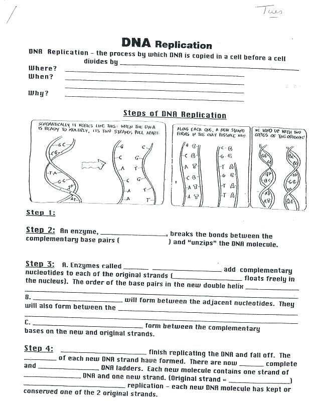 Biology Corner Dna Replication Coloring Worksheet