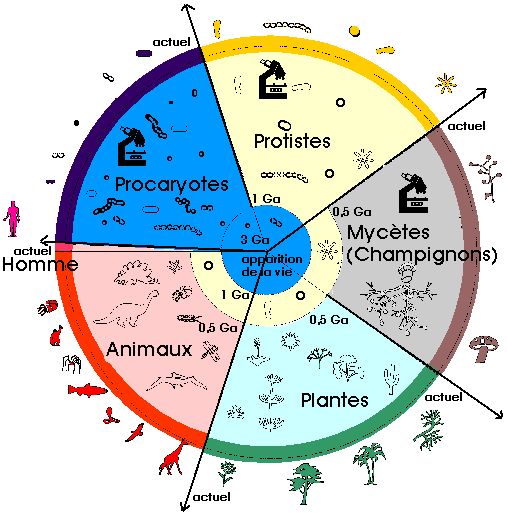 Le FranÇais Du CollÈge Classification Des Êtres Vivants