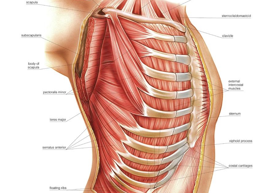 Anatomy Of Ribs And Muscles Male Anterior Serratus Muscles Isolated