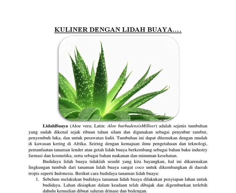 Standar Operasional Prosedur Sop Budidaya Lidah Buaya Aloe Vera Hot