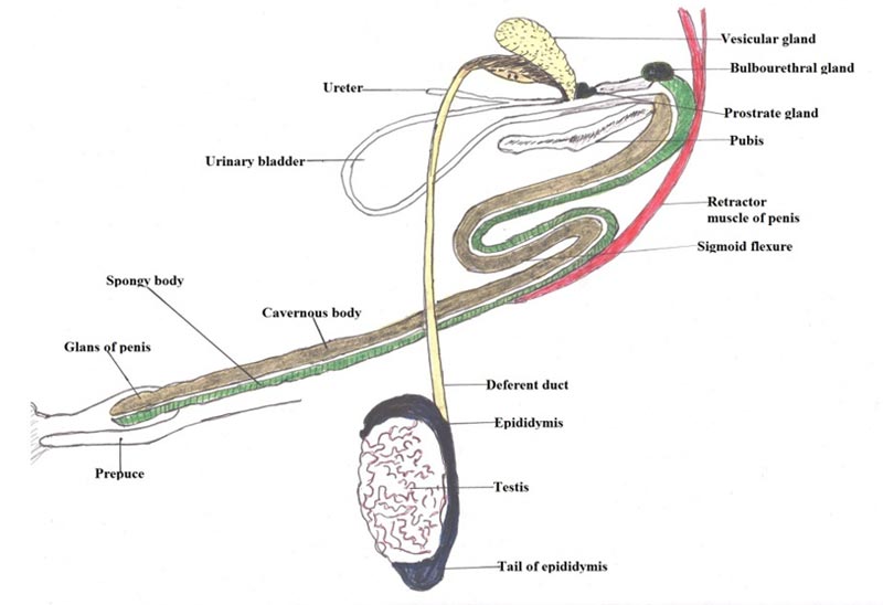 Anatomy Of The Reproductive Tract Of The Female And Male Buffaloes Ivis