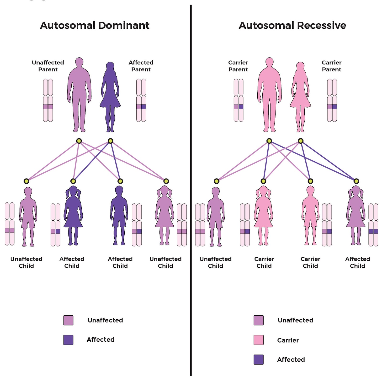 Autosomal Dna Testing What Is It And How It Works