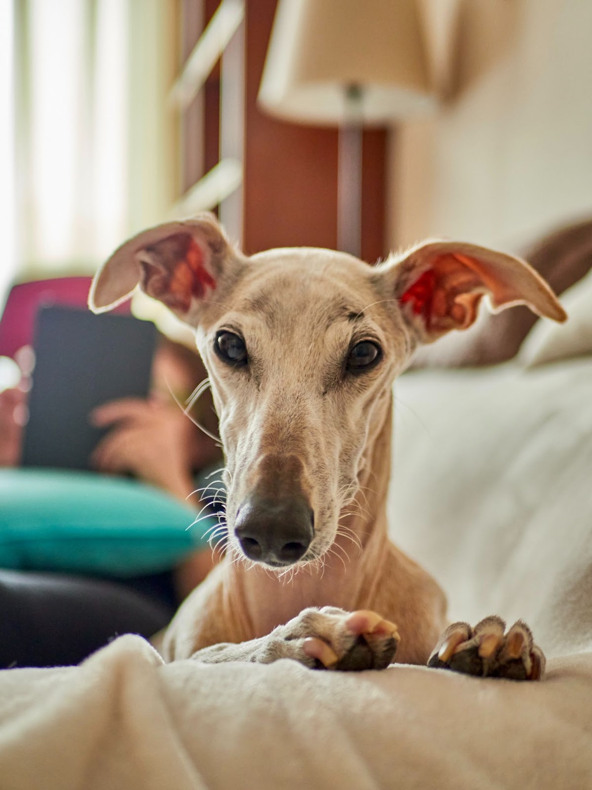 The Best Dogs For Apartment Living Landing