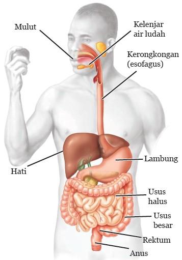 Smp Kelas 8 Sistem Pencernaan Manusia Belajaria Materi Pelajaran