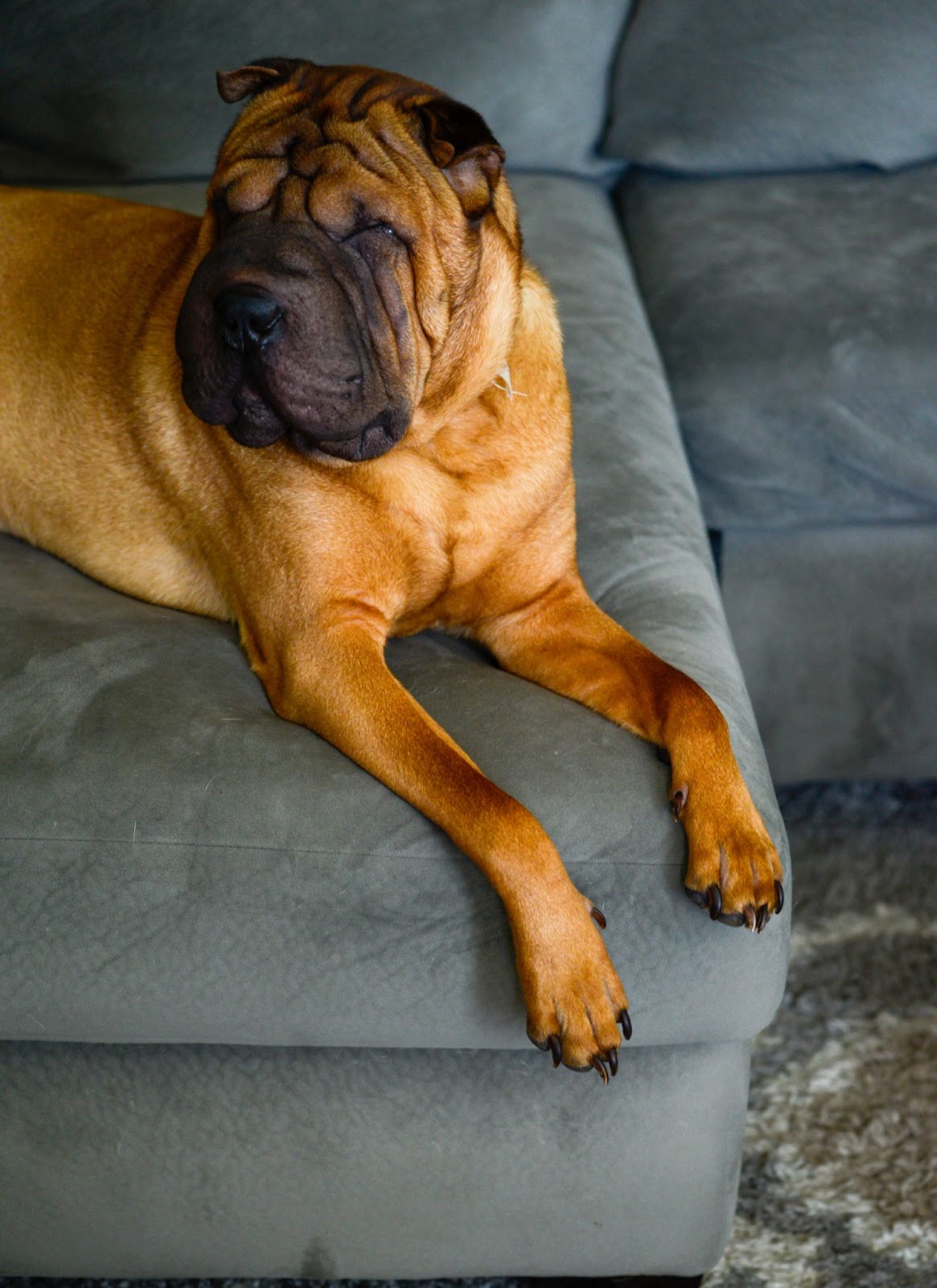 The Best Dogs For Apartment Living Landing