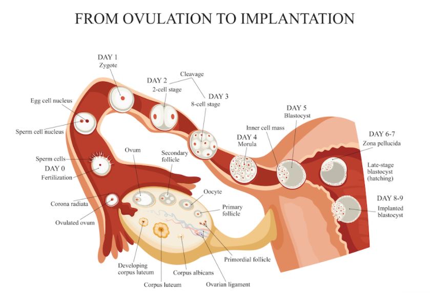 When Does Implantation Occur Signs And Symptoms Aastha Fertility Center