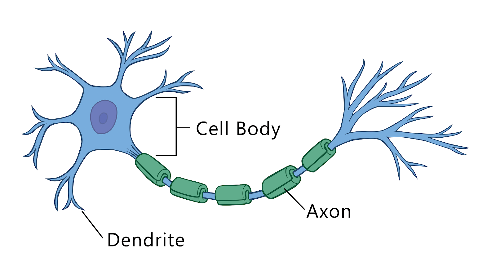 Labelled Diagram Of A Nerve Cell