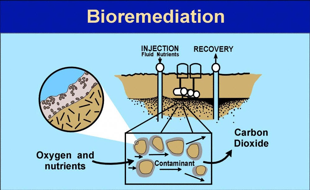 Blog For Advanced Ecology Bio 260 Bioremediation Use Of