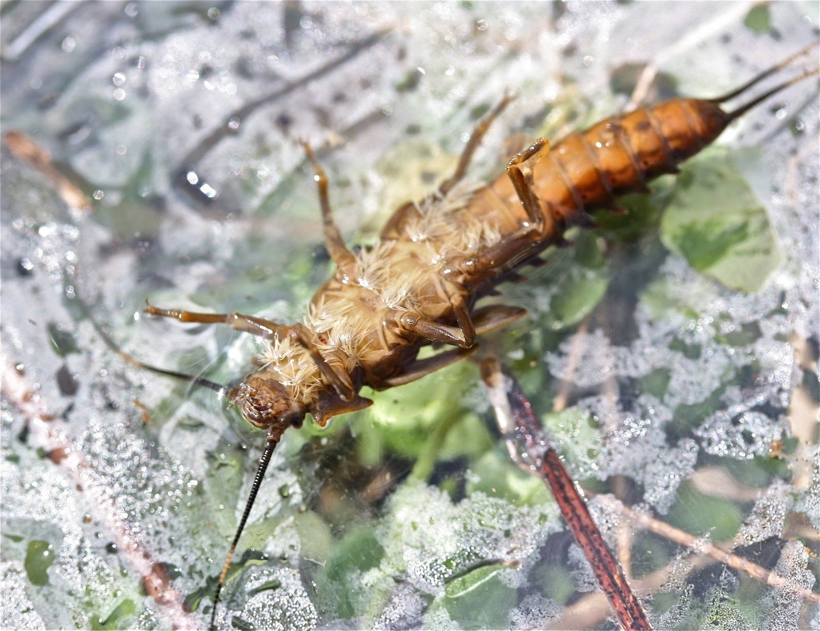 Aquatic Insects Of Central Virginia Stream Report The Lynch River