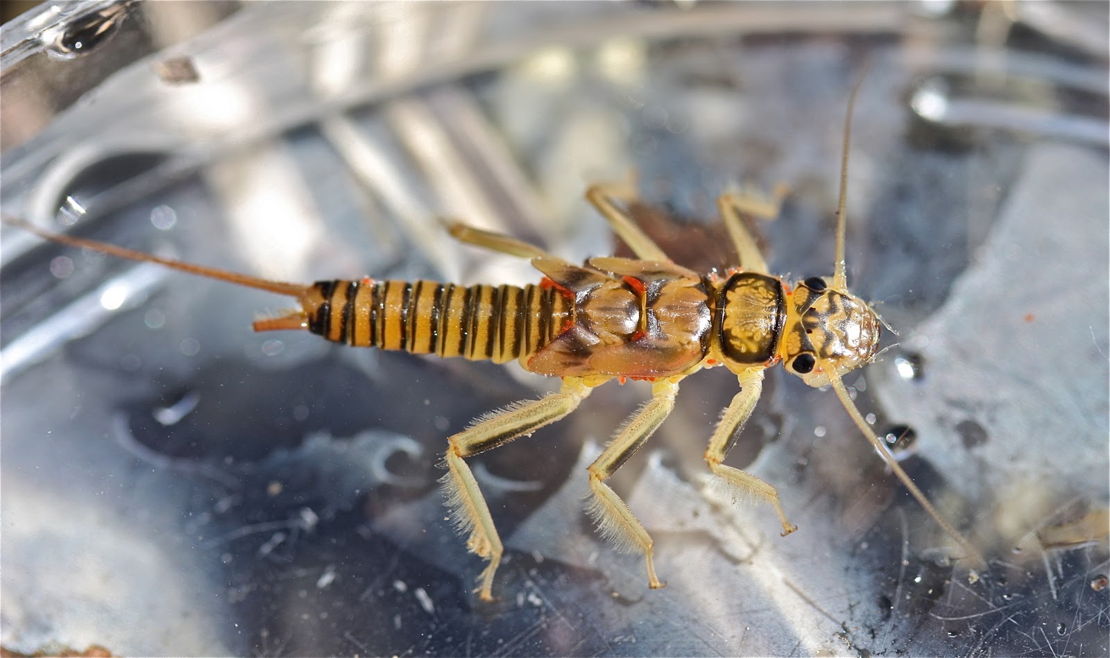 Aquatic Insects Of Central Virginia The Rapidan River Insects That