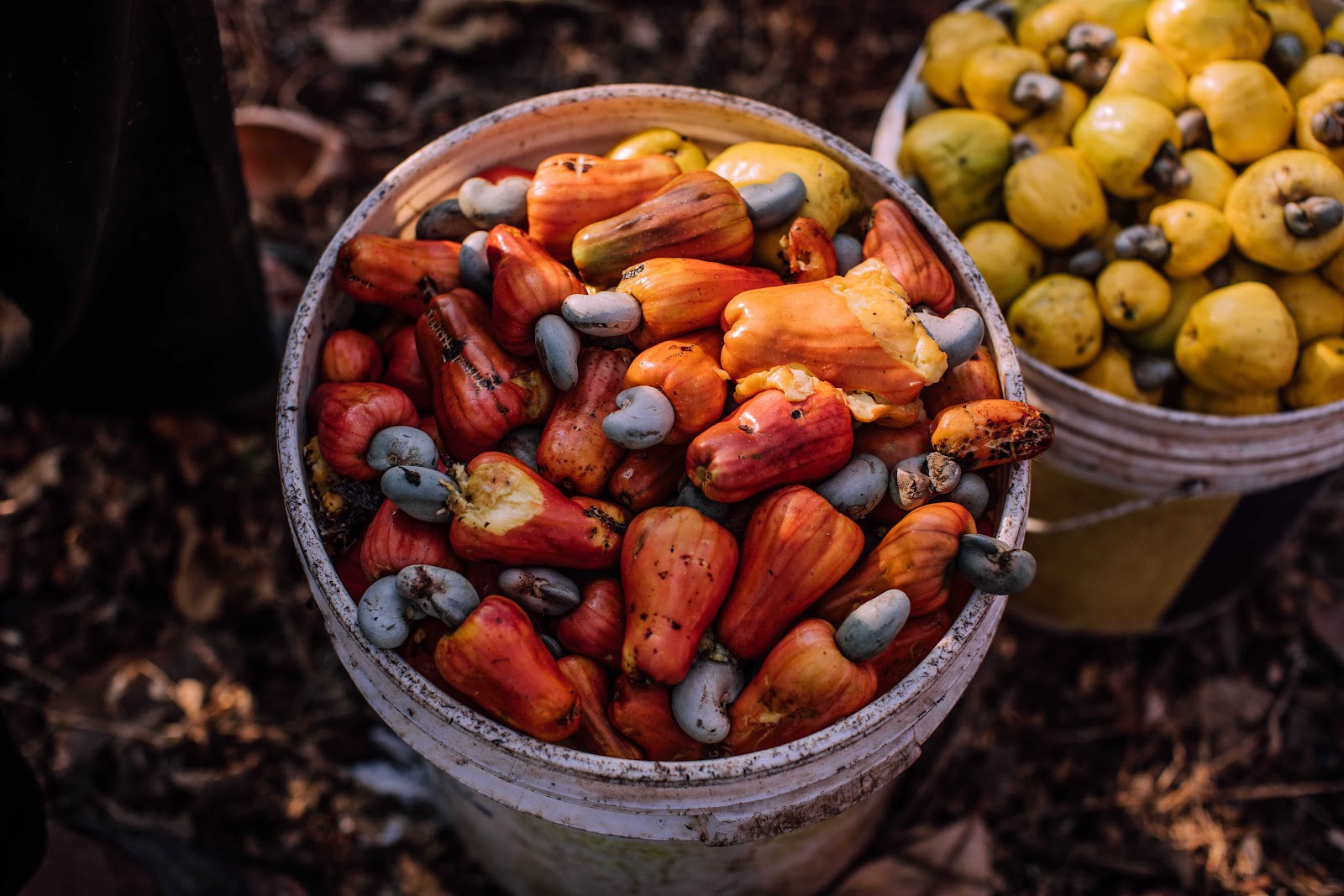 Goan Feni Discover The Origin Taste And Making Of The Famous Goan