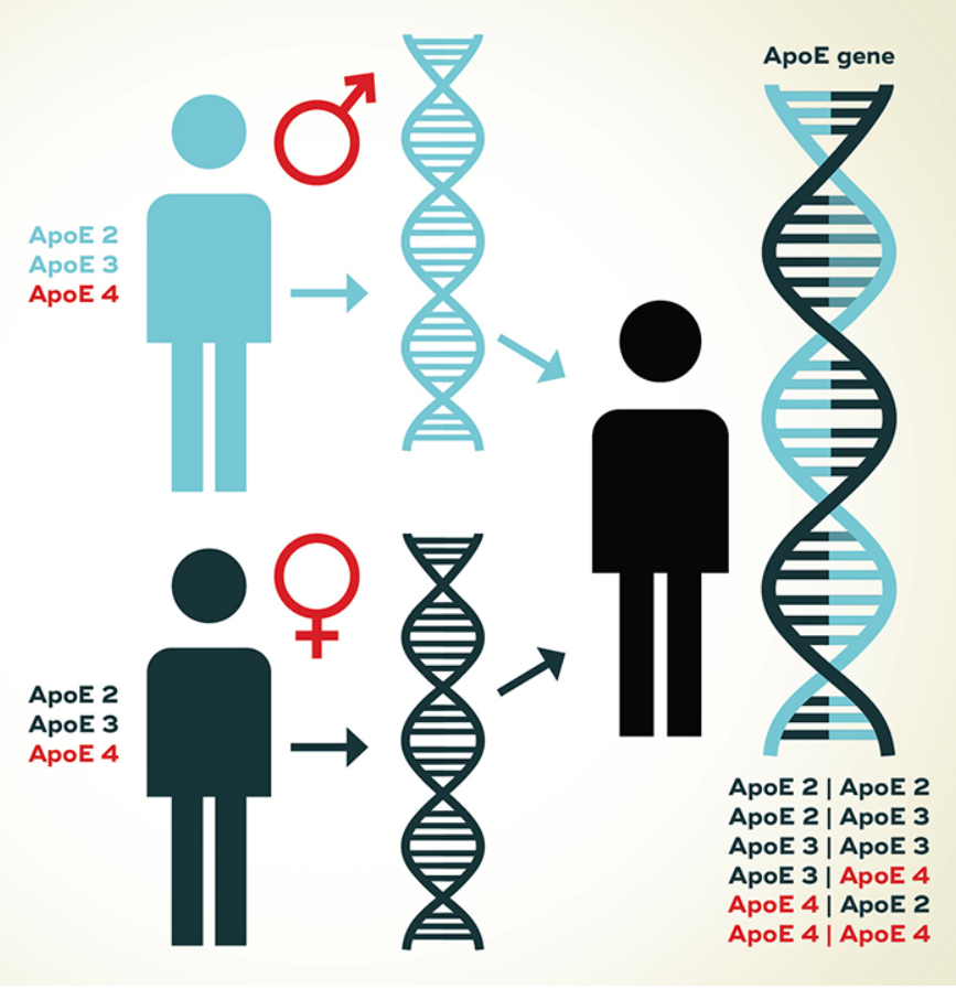 Apoe Gene And Alzheimers Understanding Your Genetic Risk